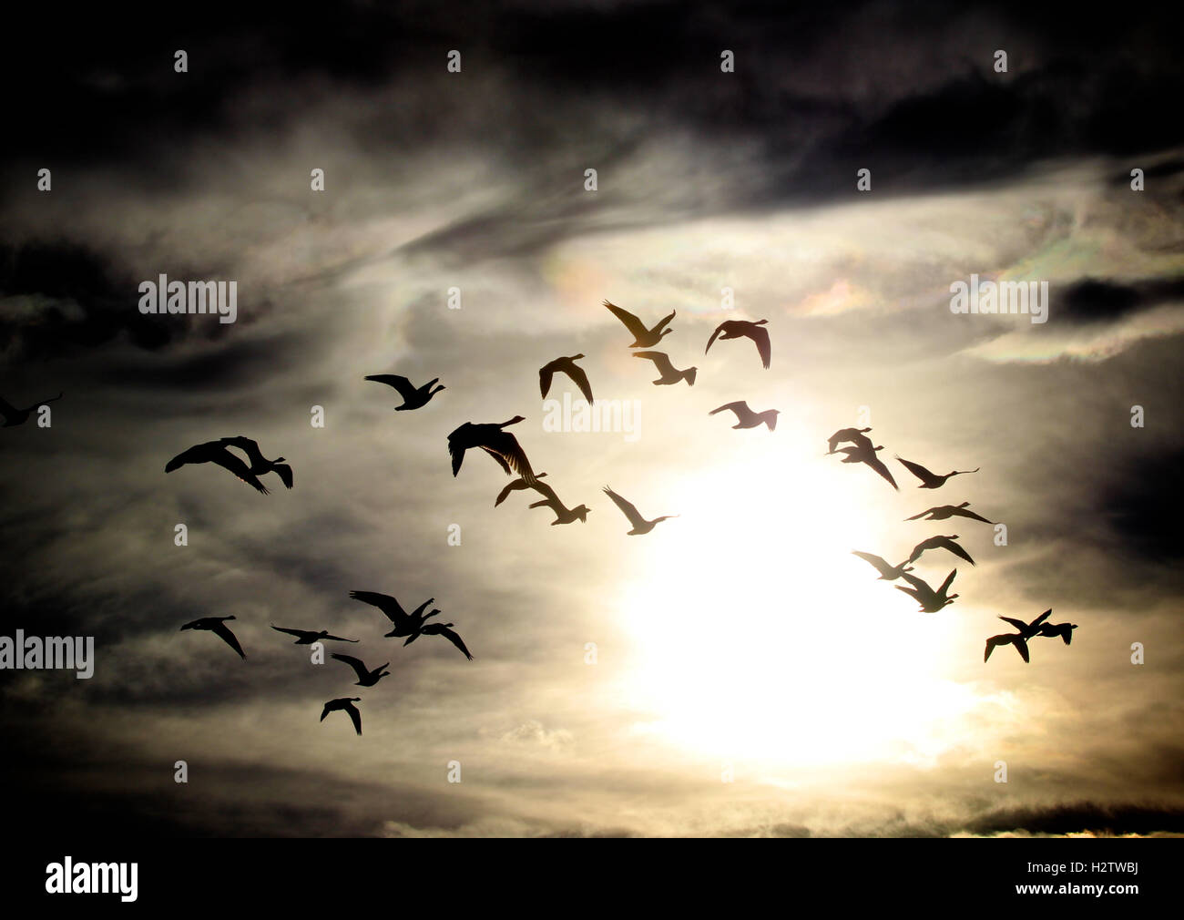 Flying bird shadow hi-res stock photography and images - Alamy