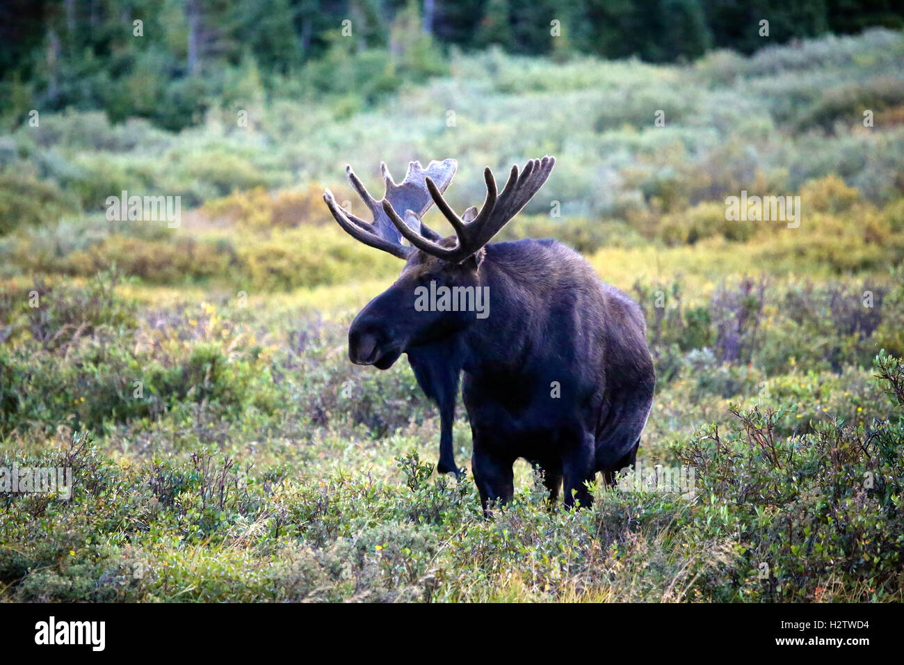 Bull moose with antlers in colorful autumn meadow Colorado forest Stock ...