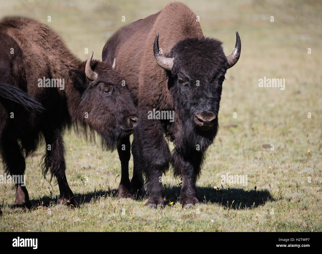 Bison bellows hi-res stock photography and images - Alamy