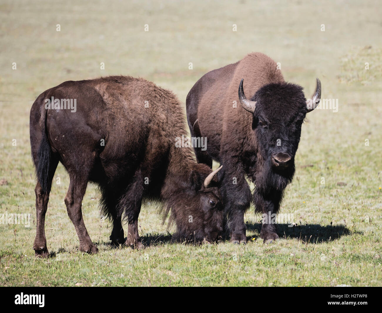 Bison bellows hi-res stock photography and images - Alamy