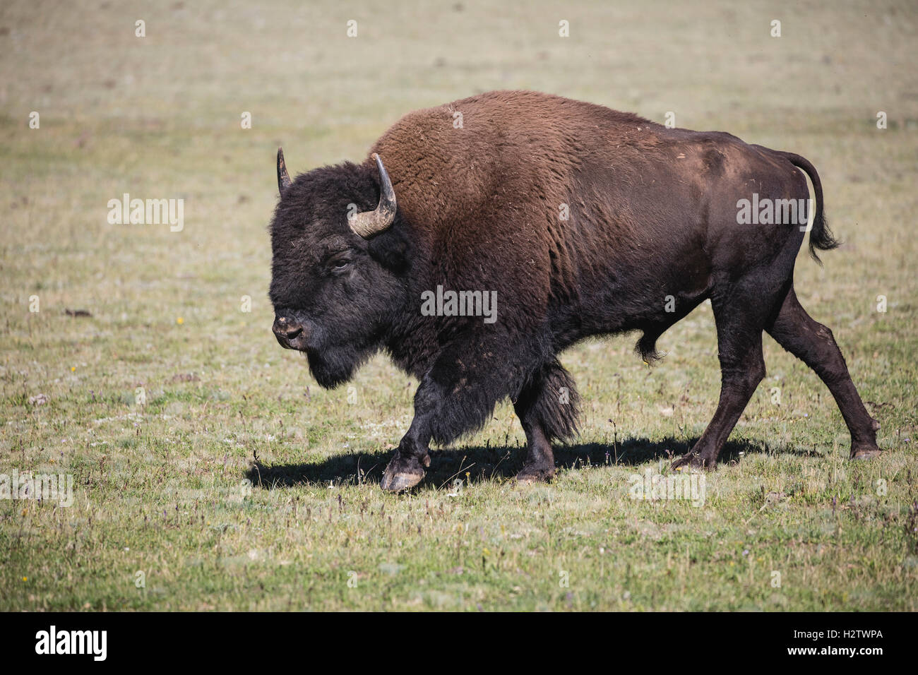Bison grazing in a meadow Stock Photo - Alamy