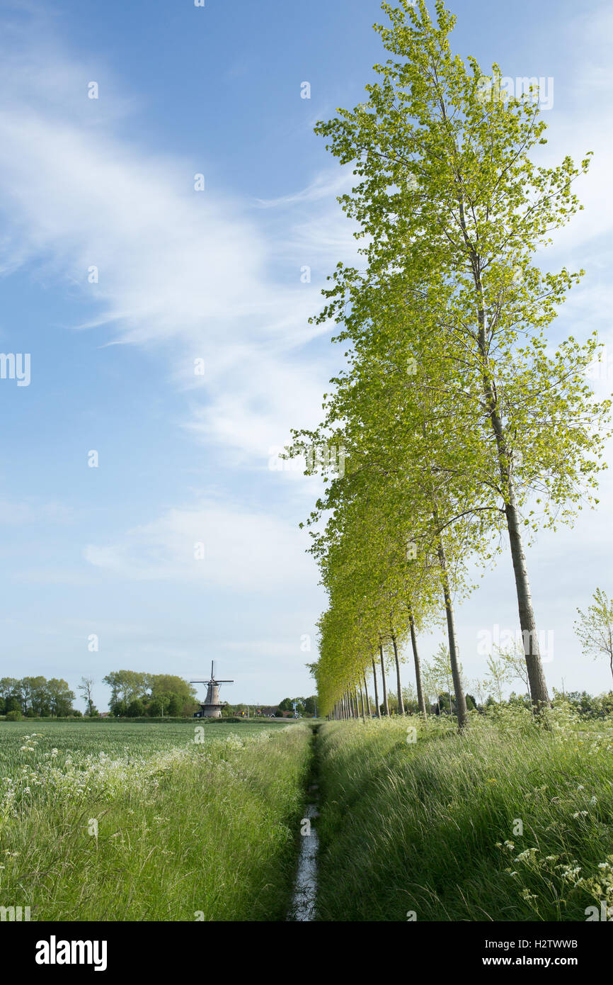 Row of trees leading up to windmill, Netherlands Stock Photo - Alamy