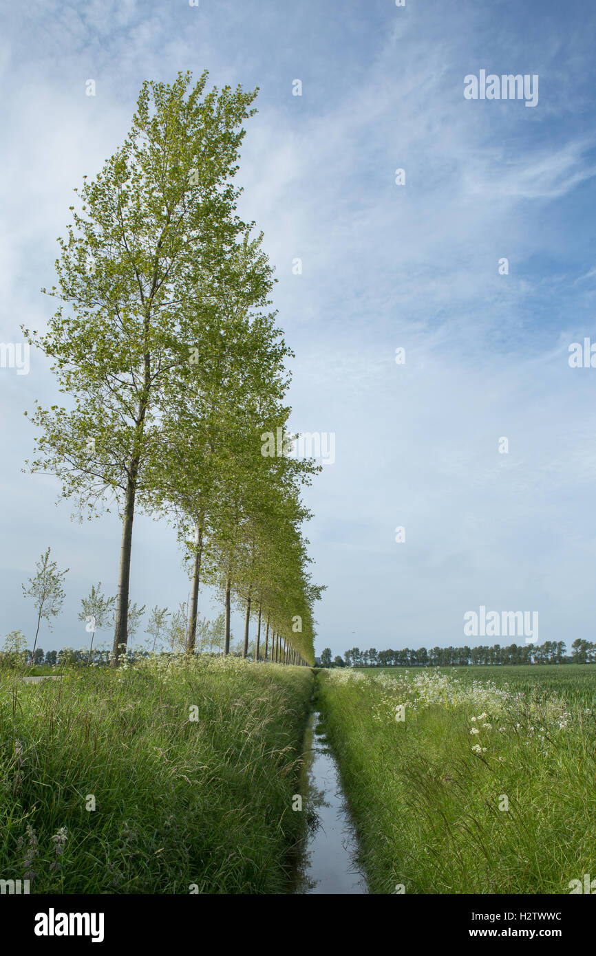 Birch trees in a row, Netherlands Stock Photo - Alamy