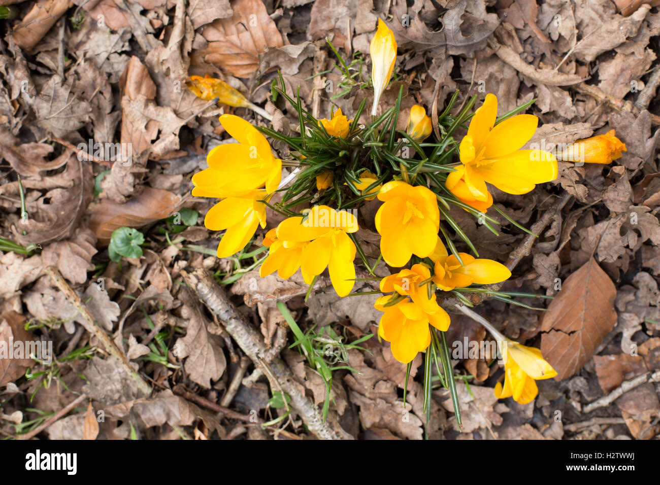 Yellow crocuses surrounded by dried autumn leaves as seen from above ...