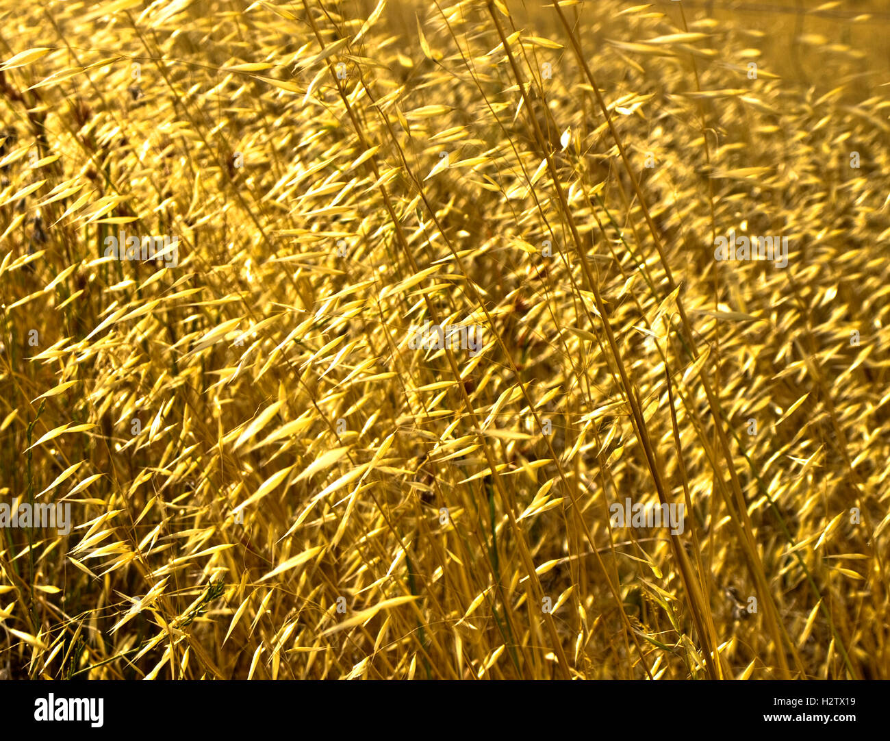 Grasses and seeds Stock Photo - Alamy
