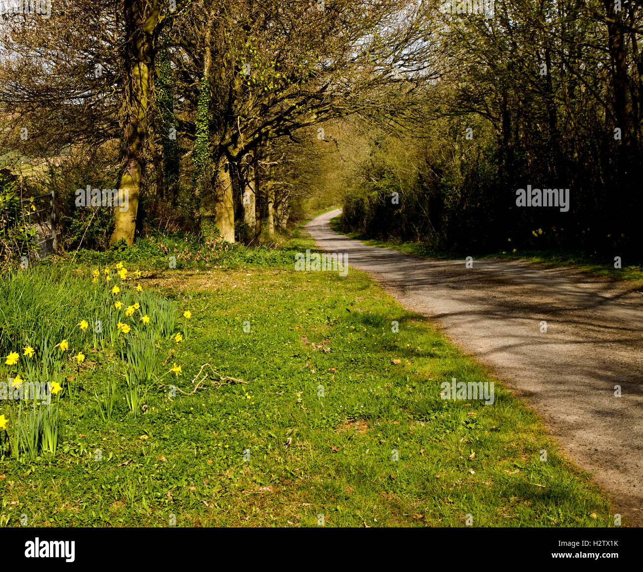 England: Herefordshire lane in spring Stock Photo - Alamy