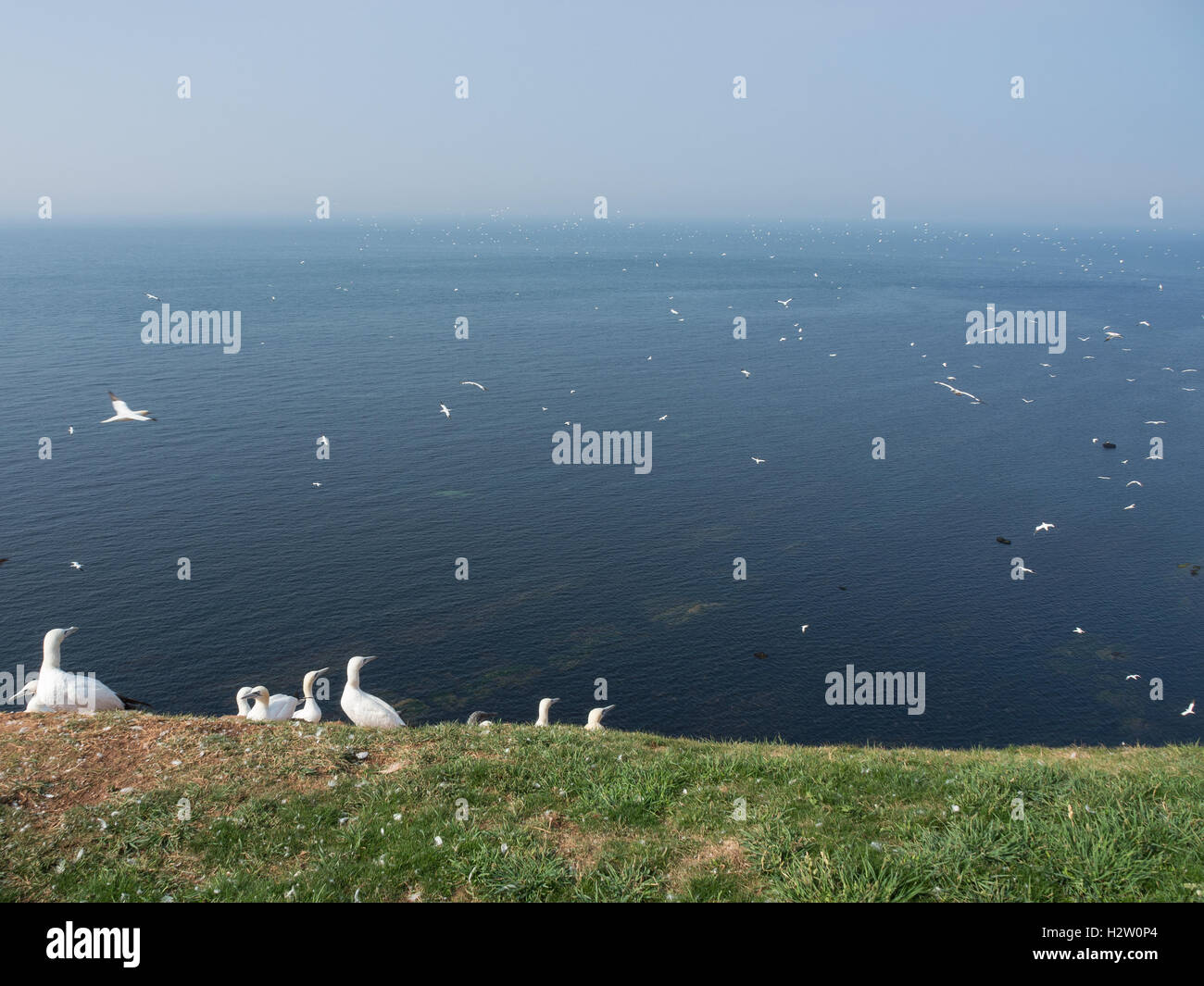 the island of helgoland in the north sea Stock Photo - Alamy