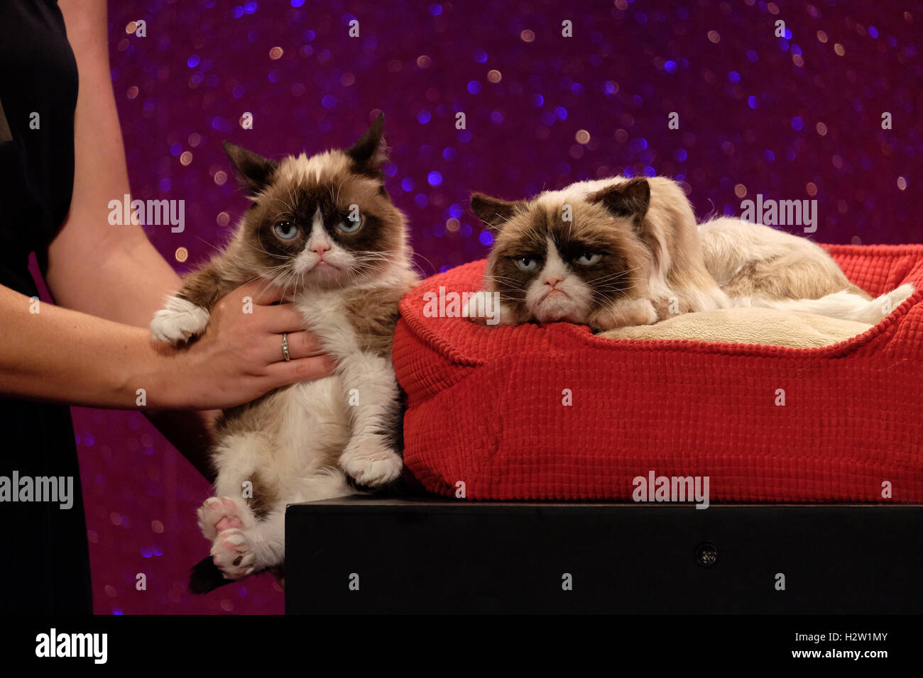 Grumpy Cat goes to Madame Tussauds to meet an animatronic double ...
