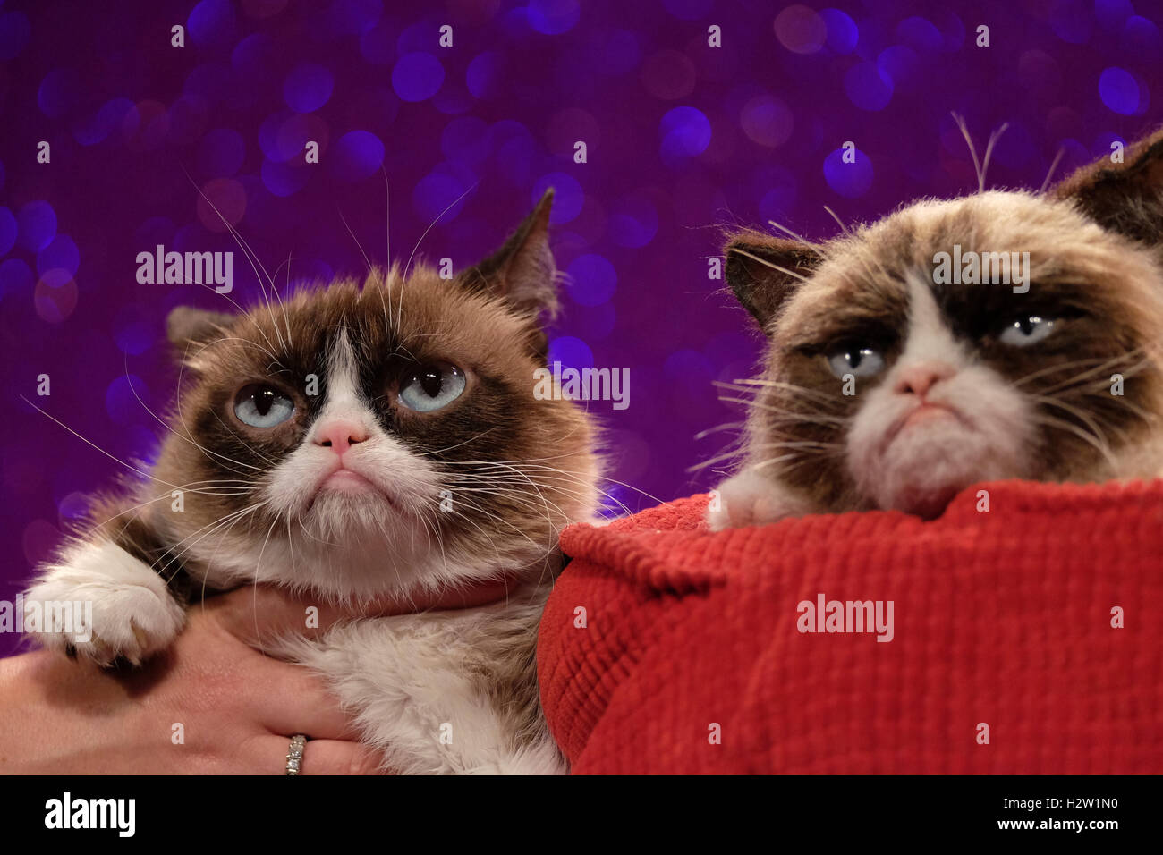 Grumpy Cat Happy Thursday
