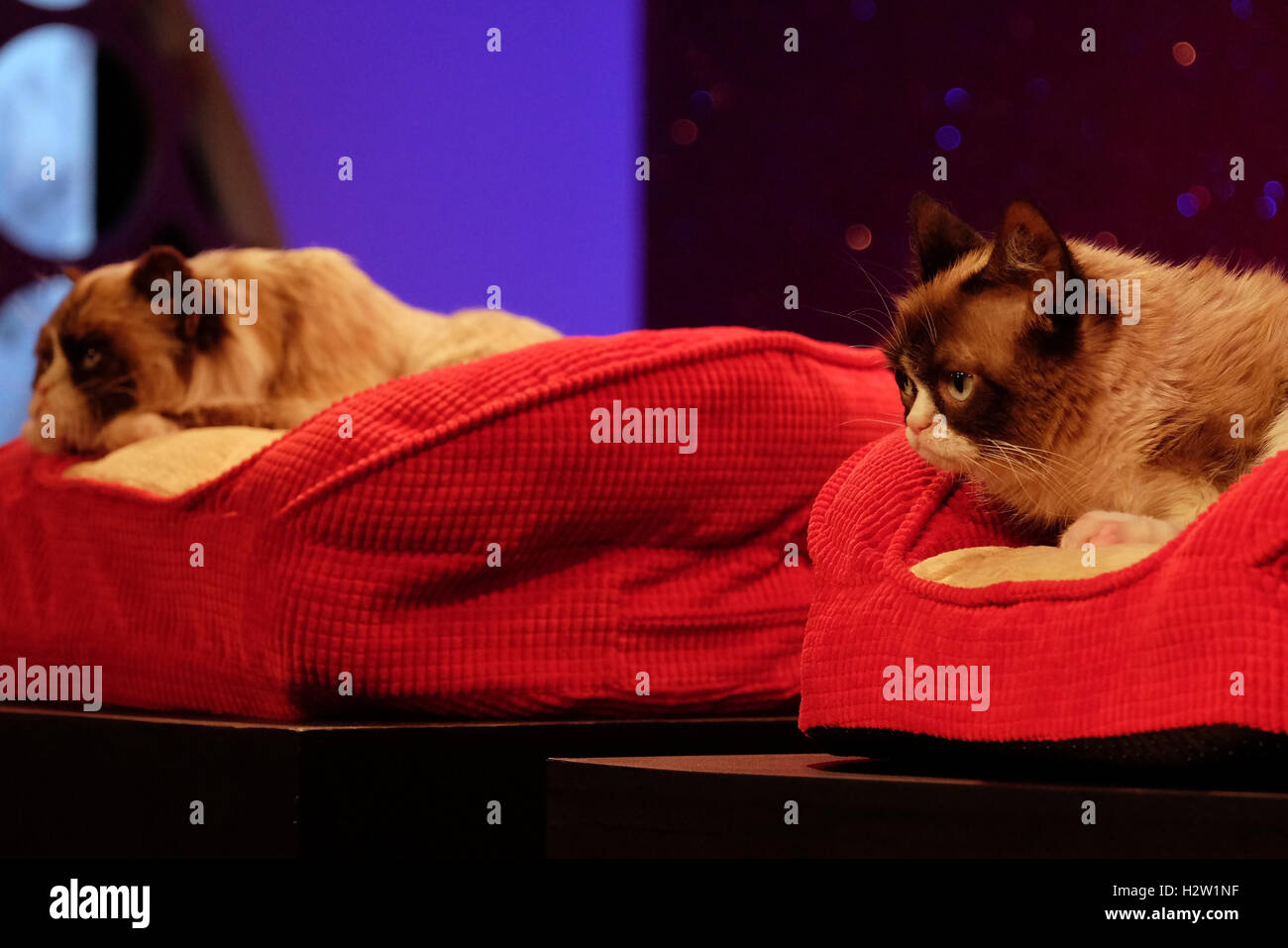 Grumpy Cat goes to Madame Tussauds to meet an animatronic double ...