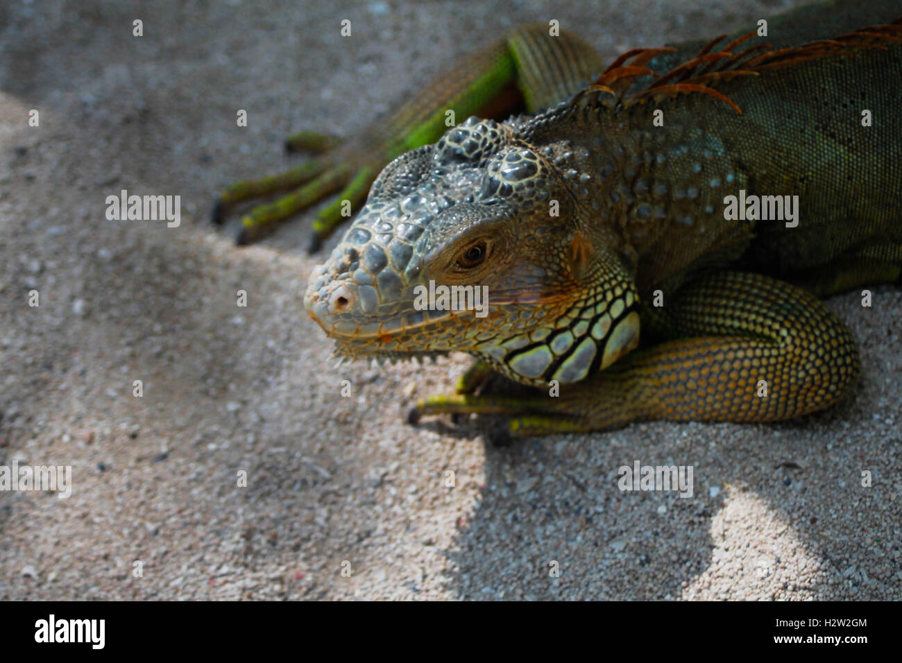 Iguana sand hi-res stock photography and images - Alamy