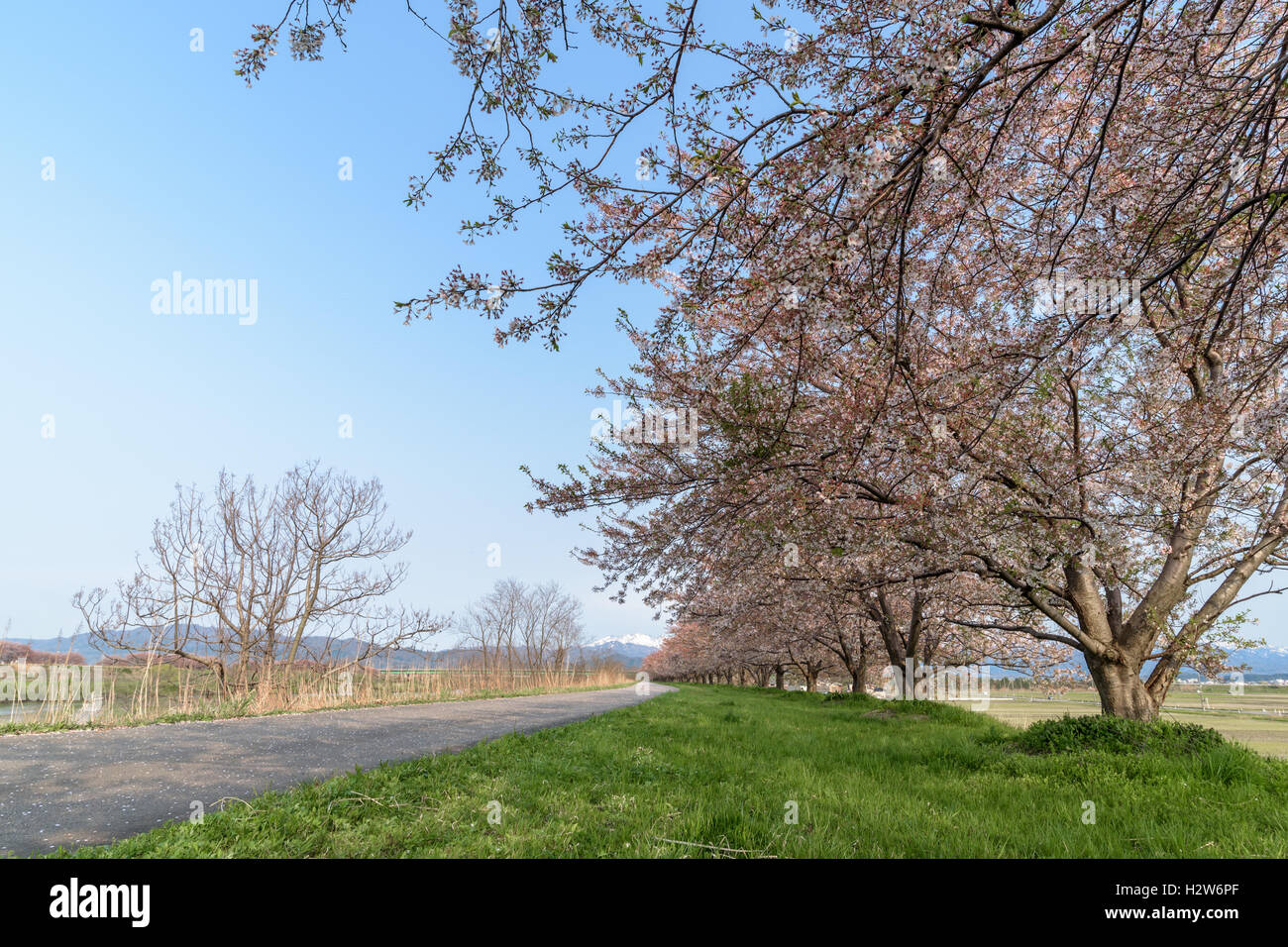 Path way and Cherry blossoms tree Stock Photo - Alamy
