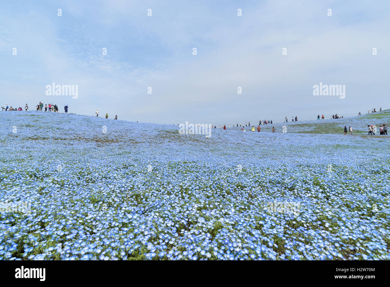 Nemophila, flower field at Hitachi Seaside Park in spring, Japan Stock ...
