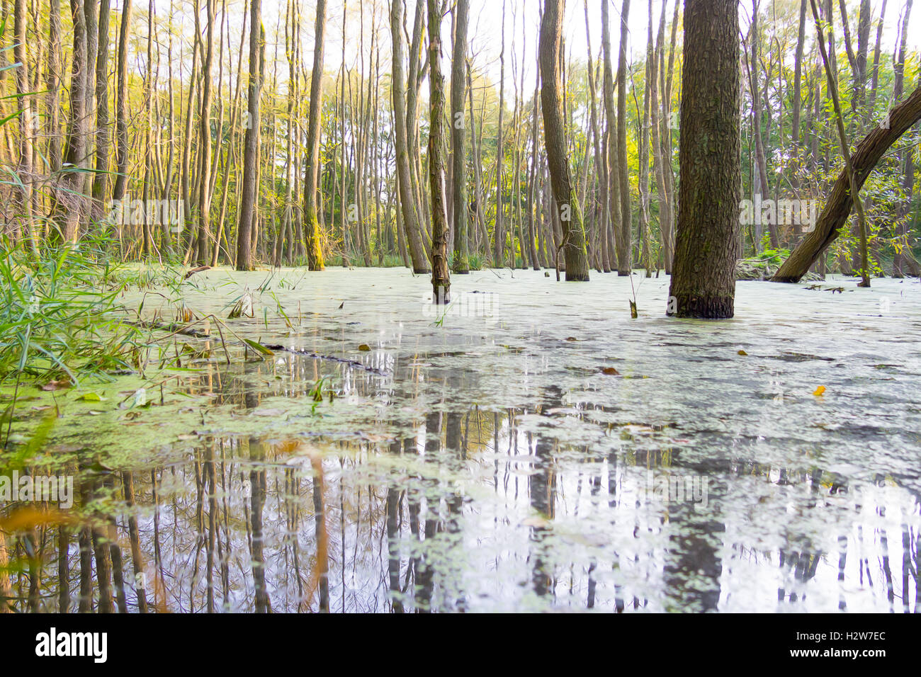 forest in a moor bog Stock Photo - Alamy