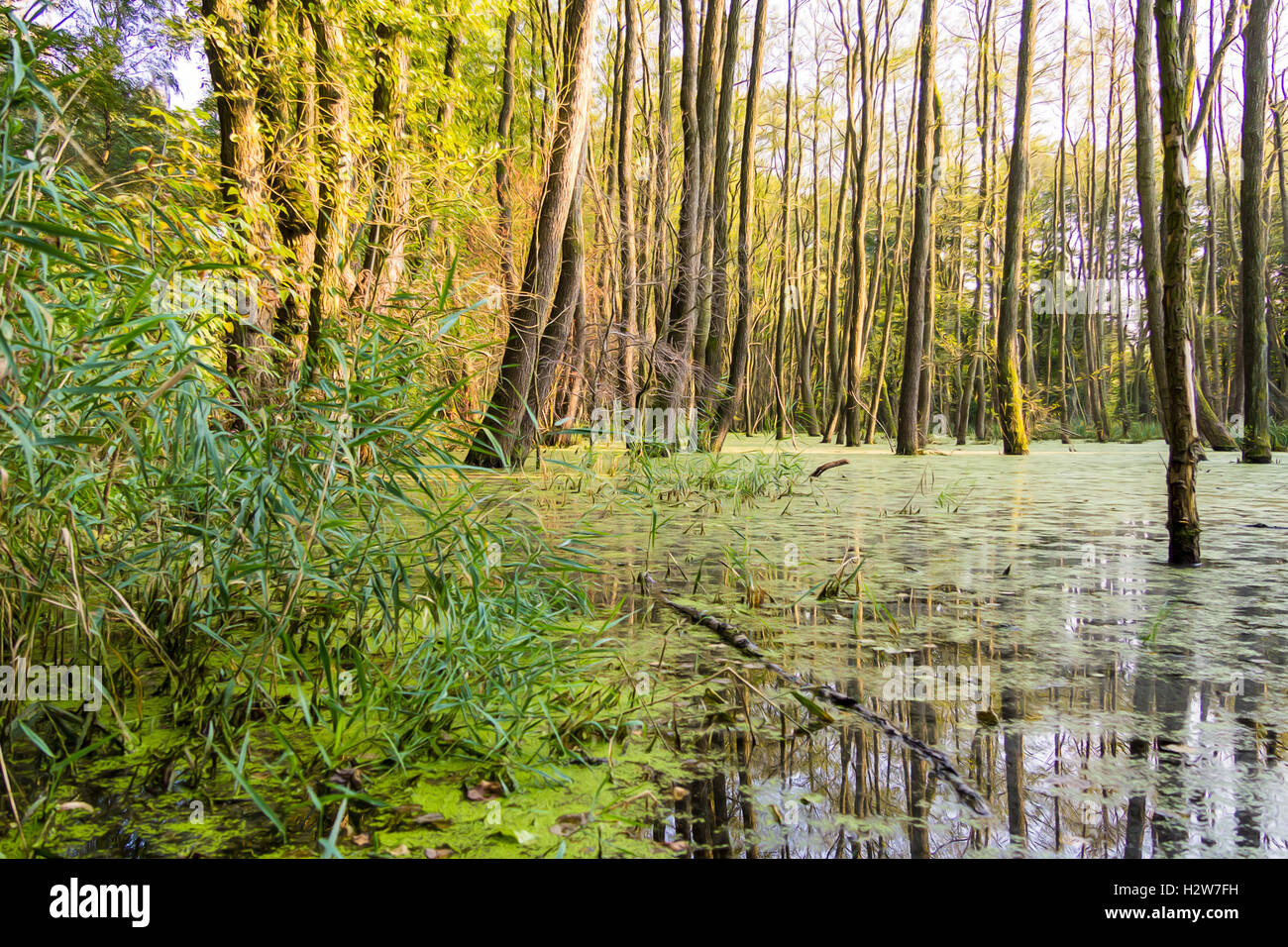 Bog forest hi-res stock photography and images - Alamy