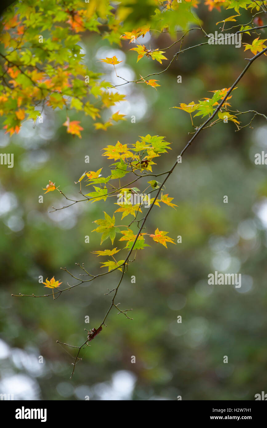 Autumn leaves with green and yellow maple leaf in japan Stock Photo - Alamy