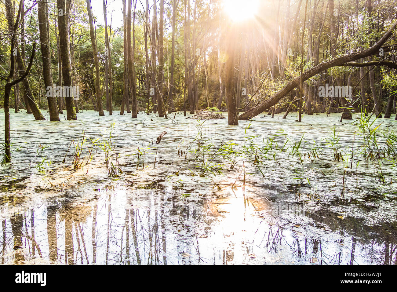 forest in a moor bog Stock Photo - Alamy