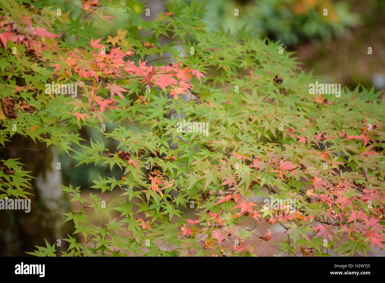 Autumn leaves with green and red maple leaf in japan ,Soft focus filter ...