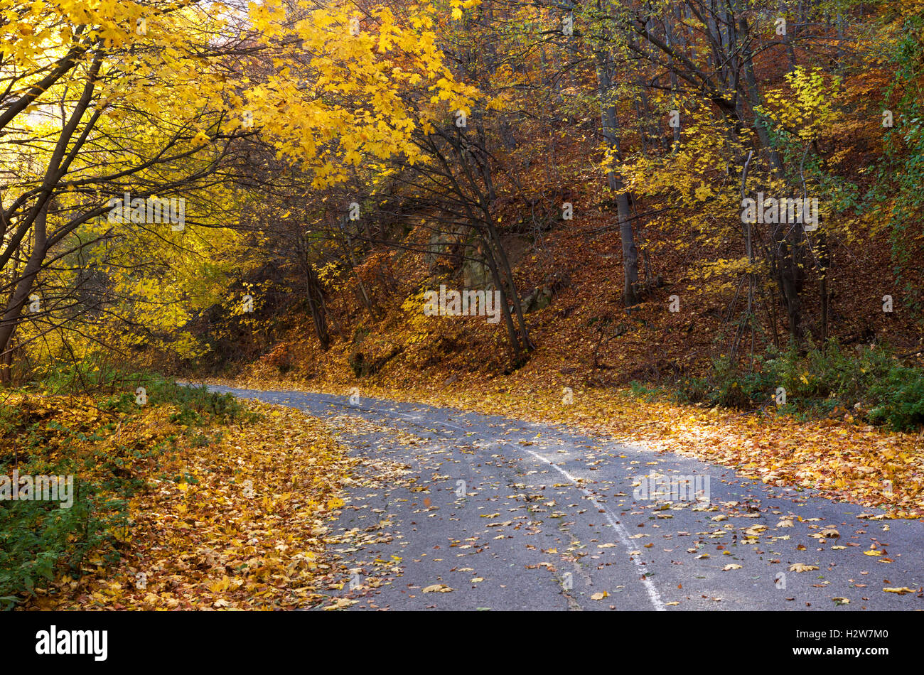 Road in autumn in mountain forest Stock Photo - Alamy