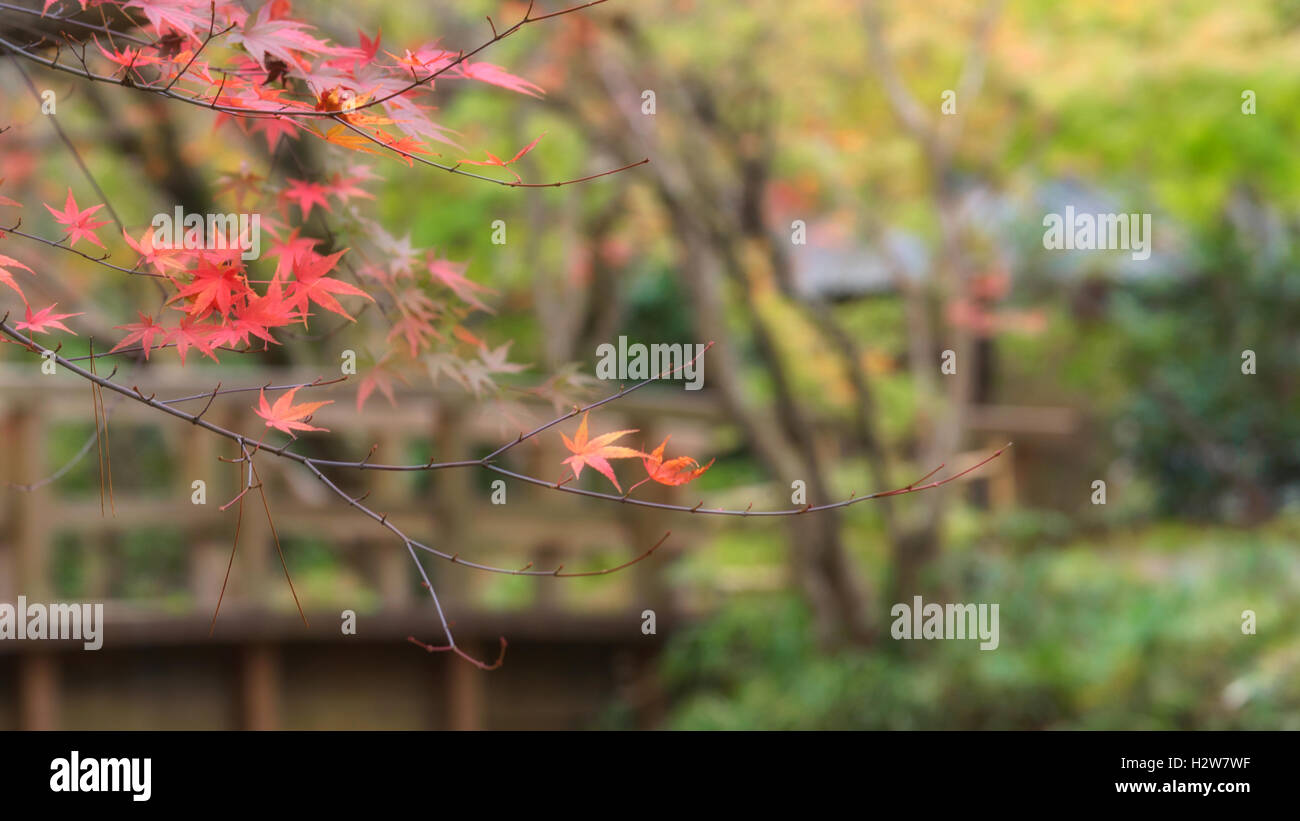 Japanese maple in autumn season background ,Lake Kinrinko Yufuin Japan ...