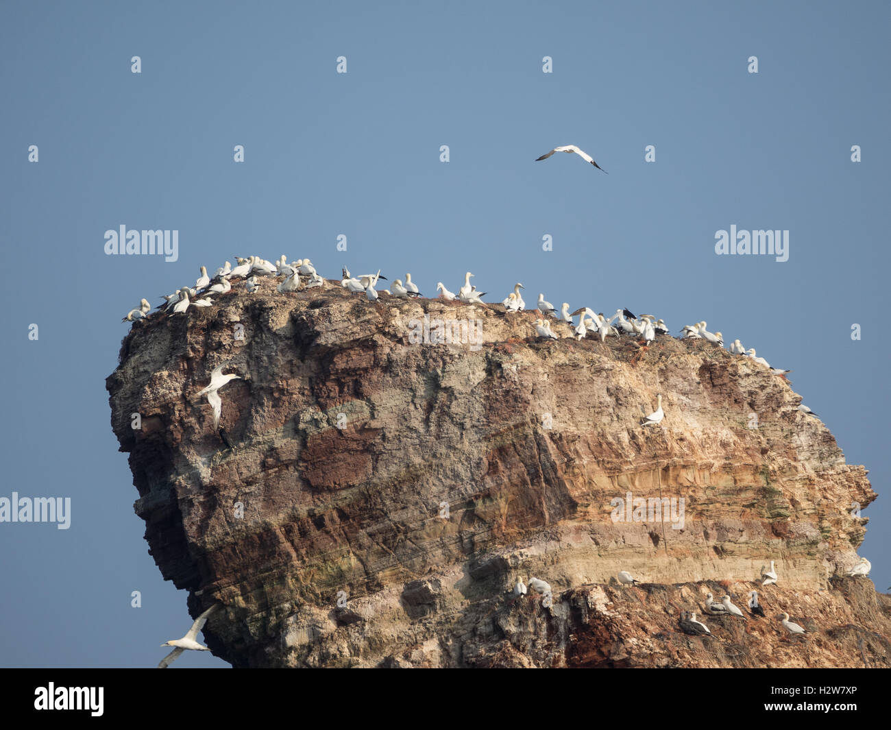 the island of helgoland in the north sea Stock Photo - Alamy