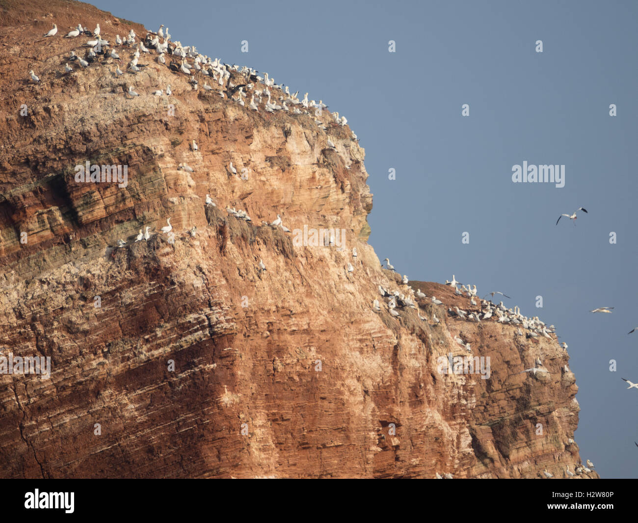 the island of helgoland in the north sea Stock Photo - Alamy