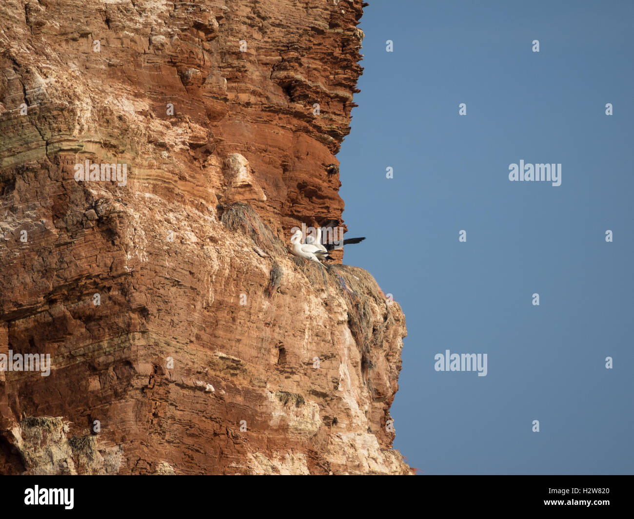 the island of helgoland in the north sea Stock Photo - Alamy