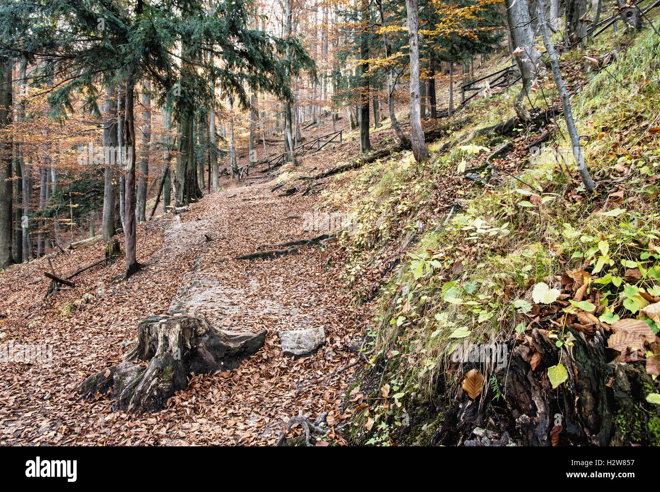 European deciduous forest with cracked brown leaves in autumn. Seasonal ...