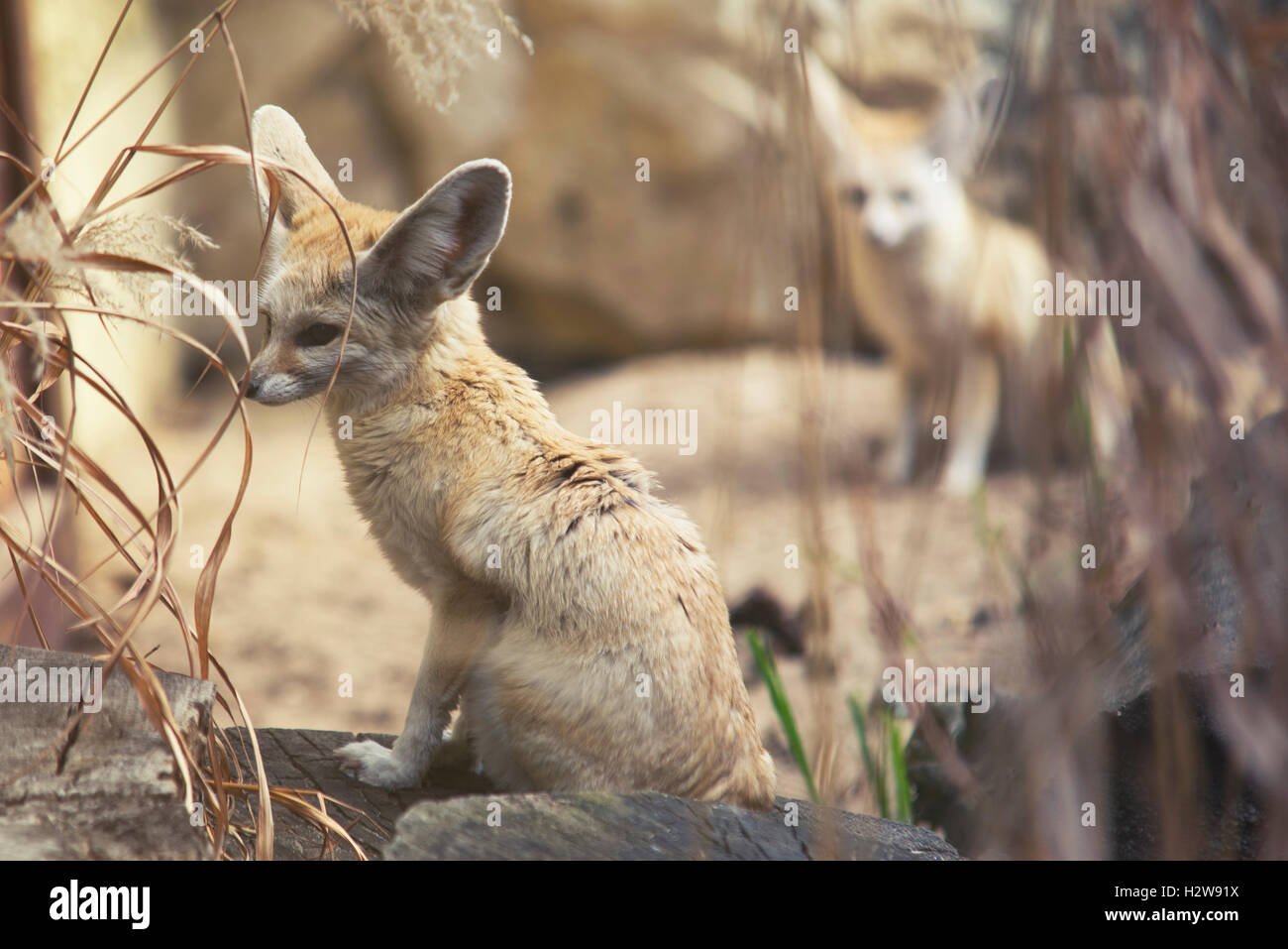 Fennek fennecus zerda hi-res stock photography and images - Alamy