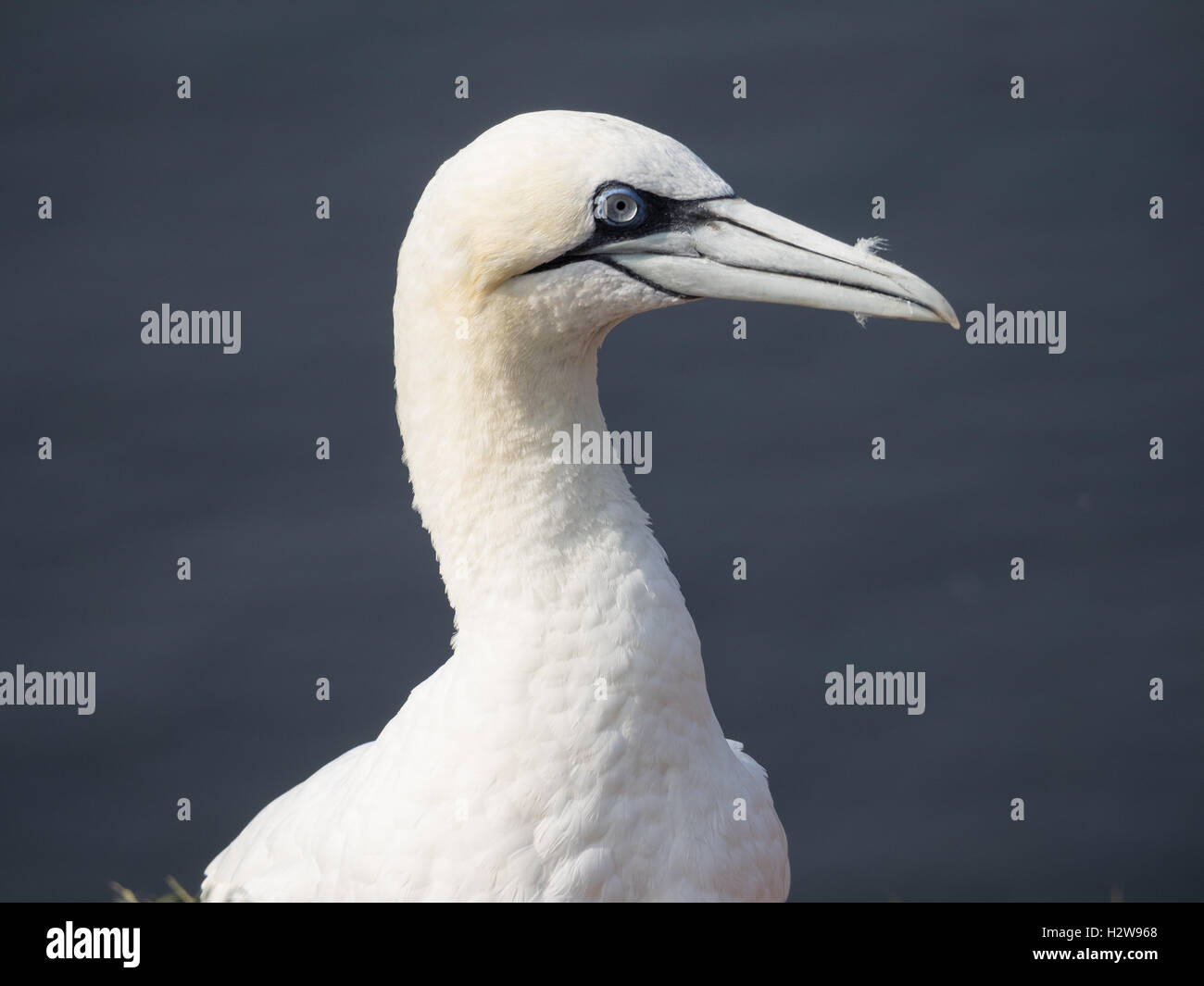 the island of helgoland in the north sea Stock Photo - Alamy