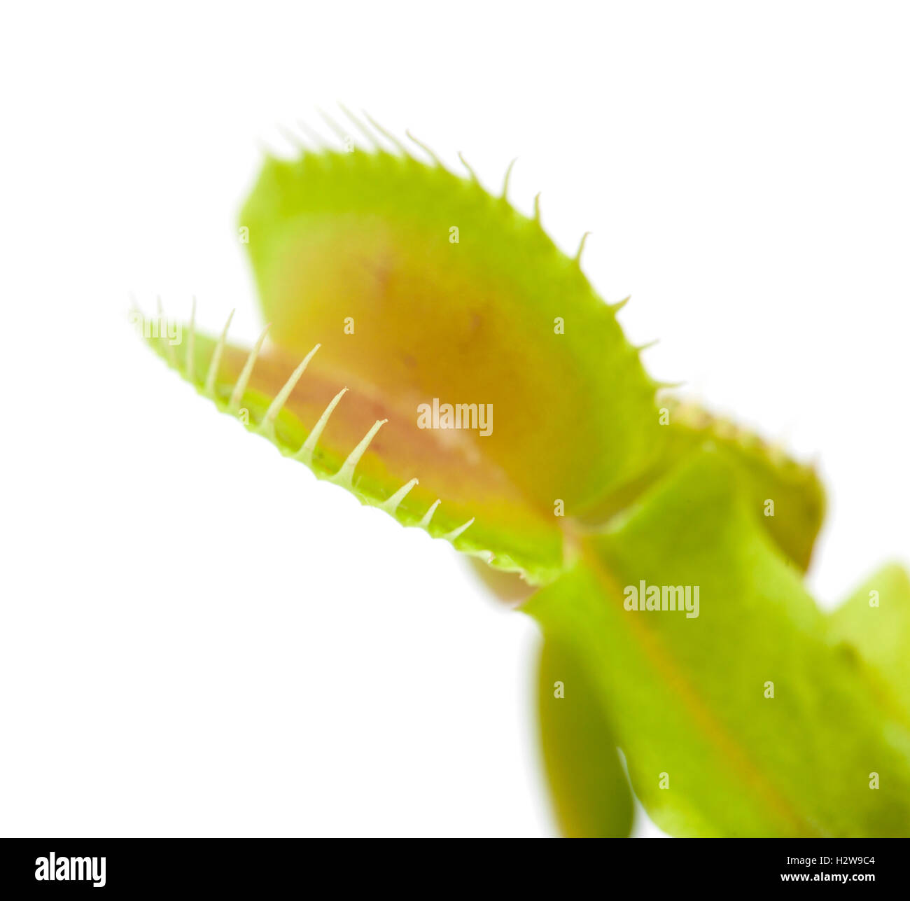 Venus flytrap plant isolated on white background Stock Photo - Alamy