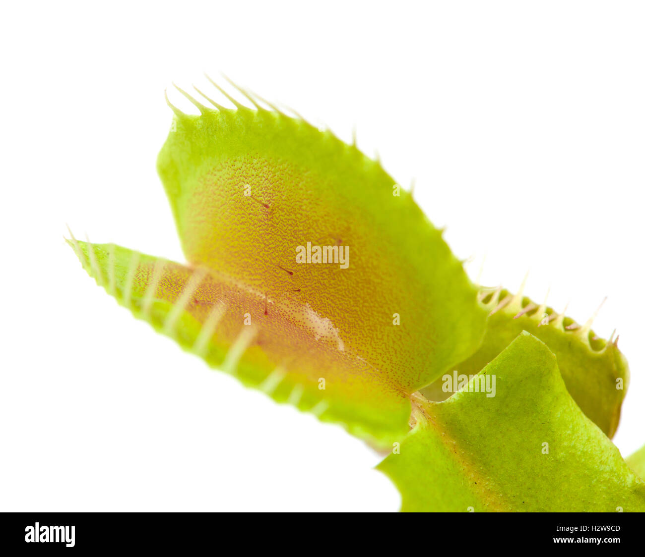 Venus flytrap plant isolated on white background Stock Photo - Alamy