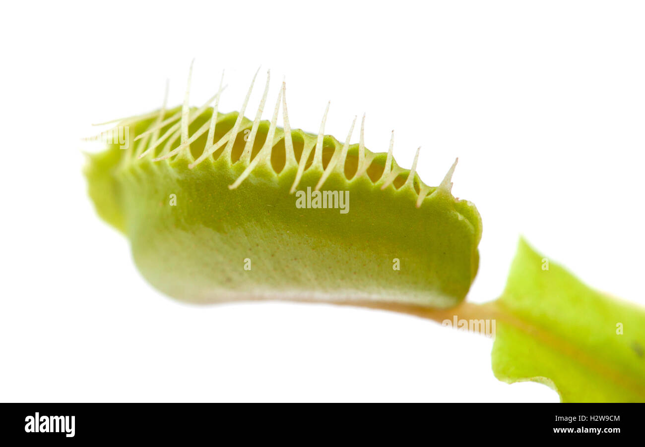 Venus flytrap plant isolated on white background Stock Photo - Alamy