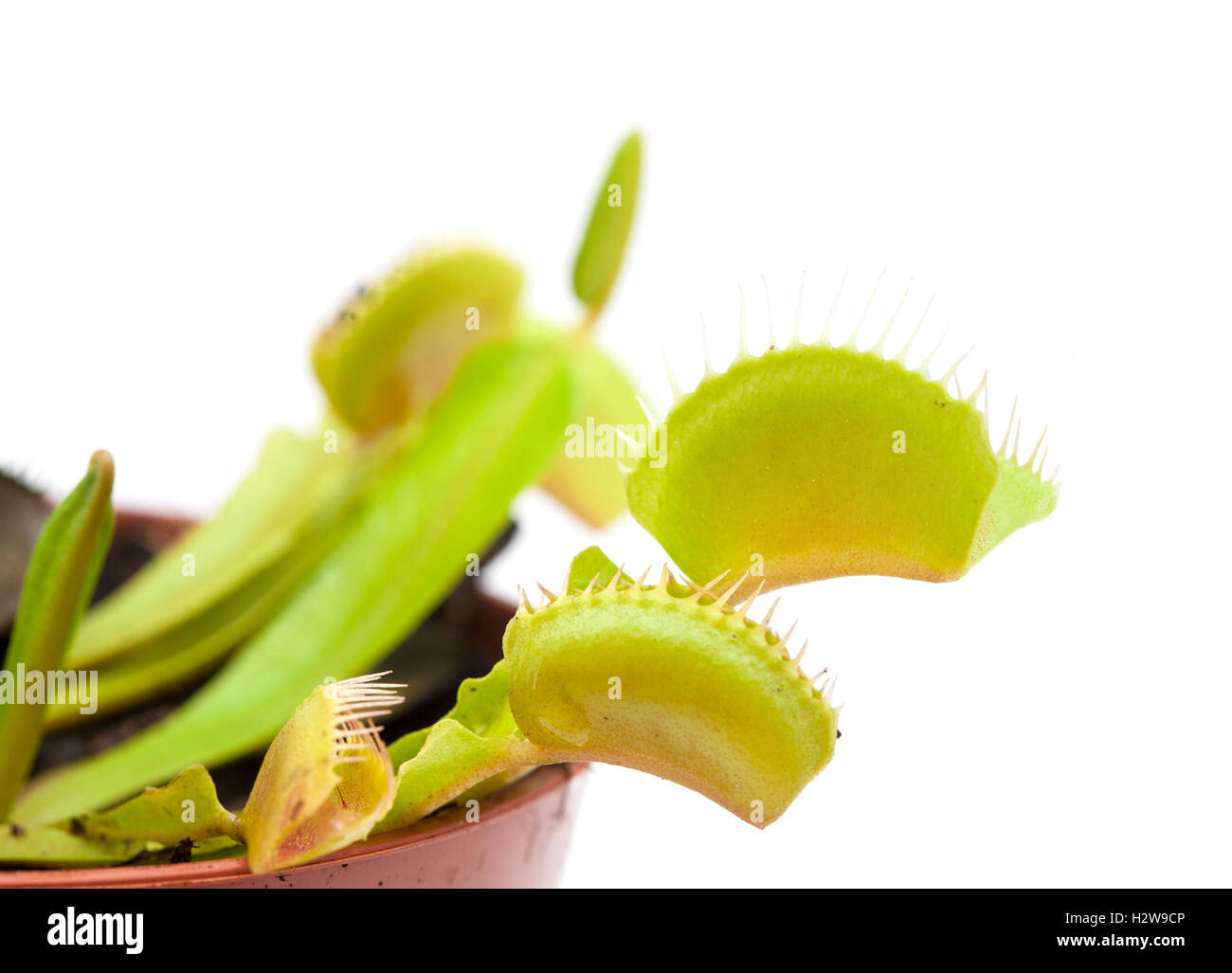 Venus flytrap plant isolated on white background Stock Photo - Alamy