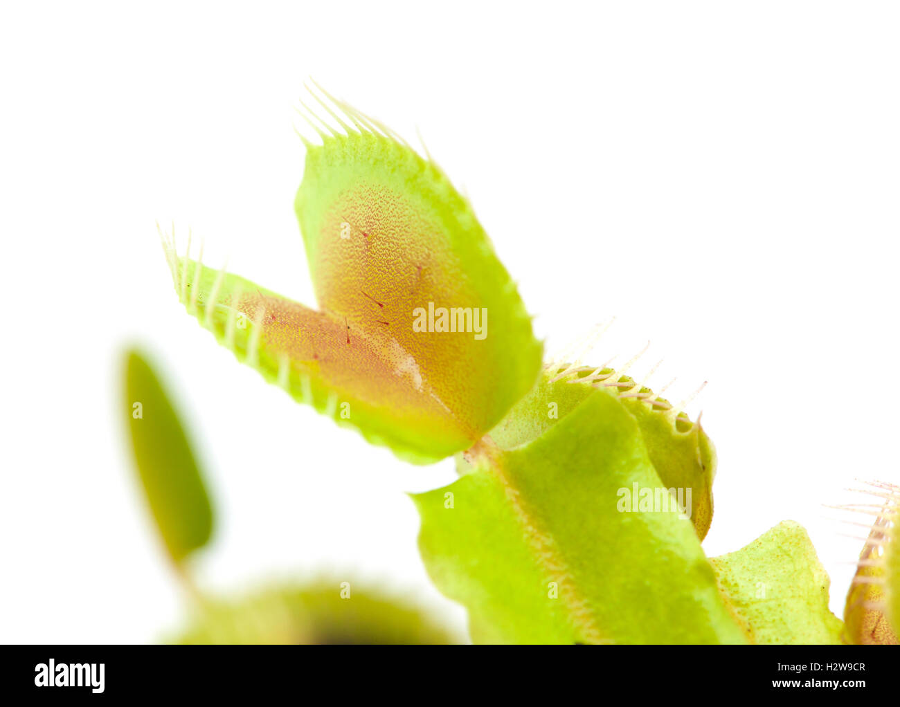 Venus flytrap plant isolated on white background Stock Photo - Alamy