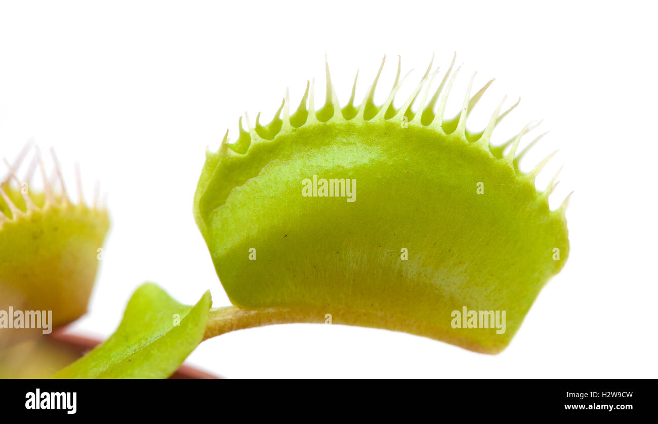 Venus flytrap plant isolated on white background Stock Photo - Alamy