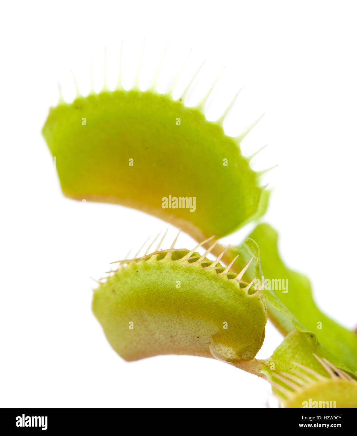 Venus flytrap plant isolated on white background Stock Photo - Alamy