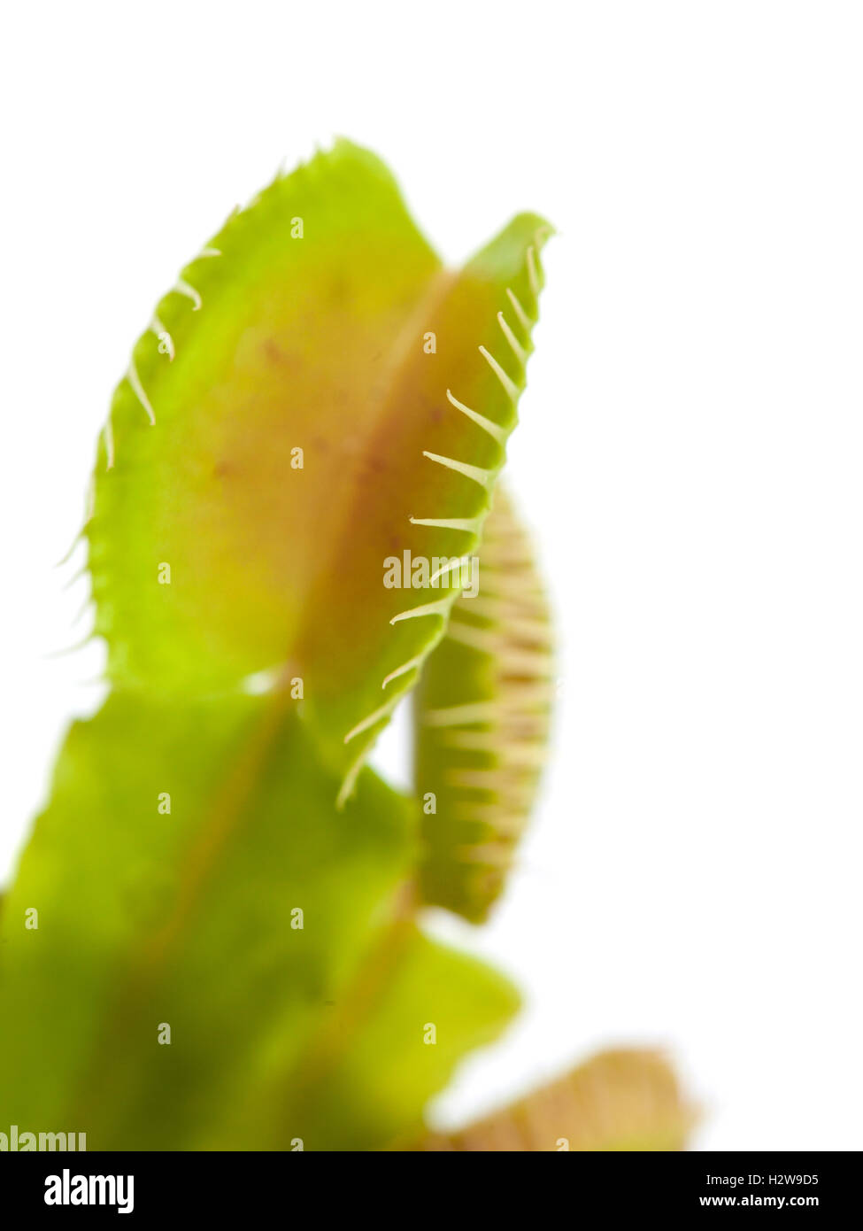Venus flytrap plant isolated on white background Stock Photo - Alamy
