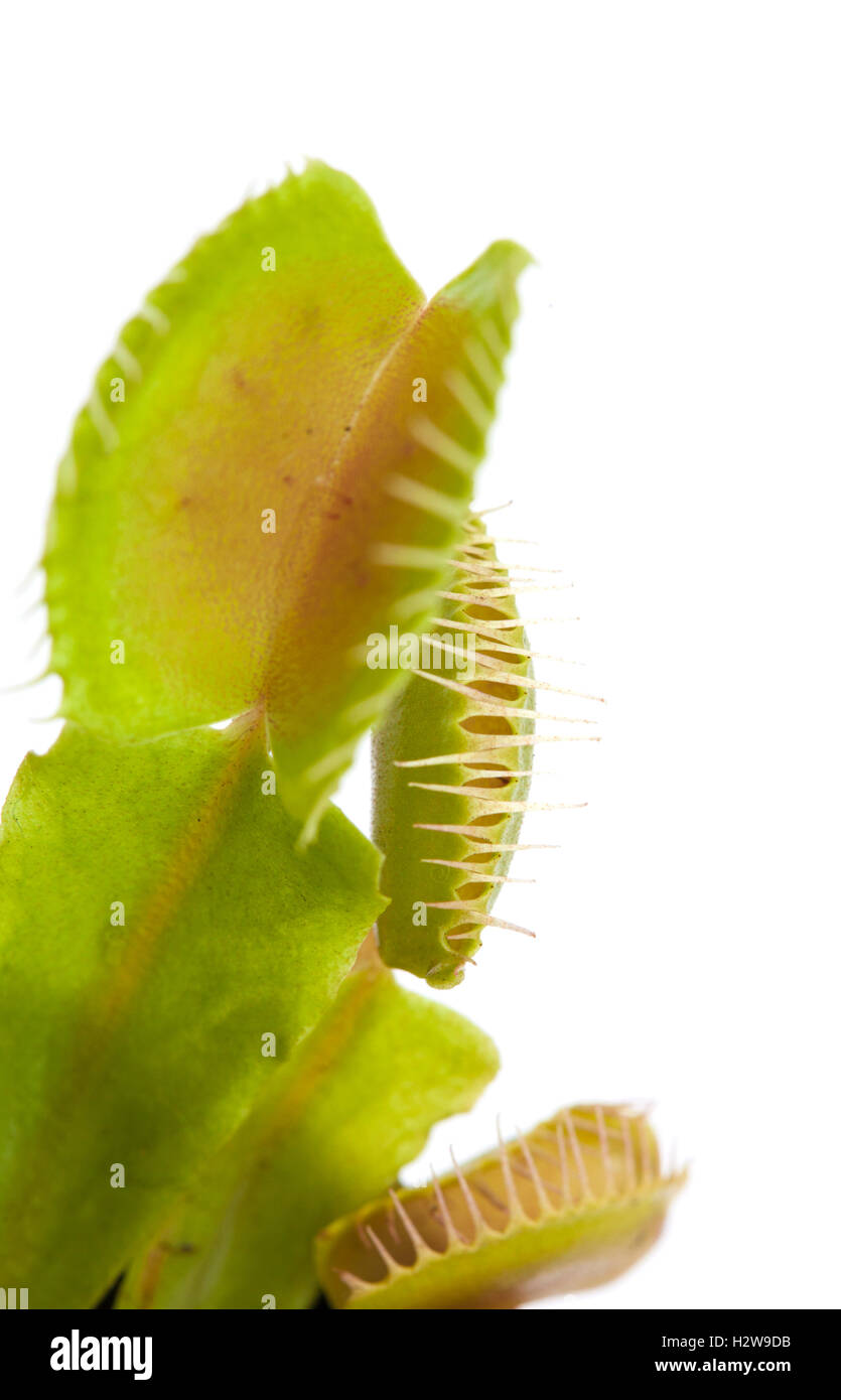 Venus flytrap plant isolated on white background Stock Photo - Alamy