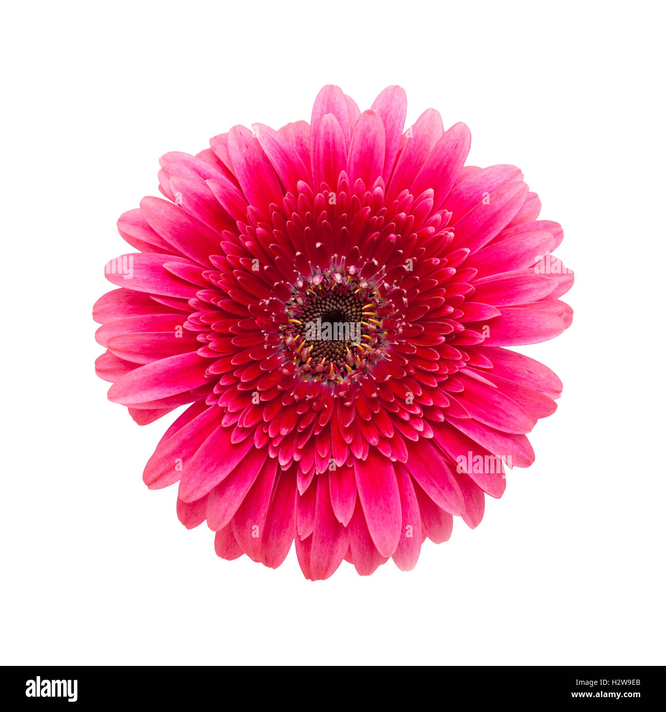 bright pink gerbera isolated on white background Stock Photo - Alamy