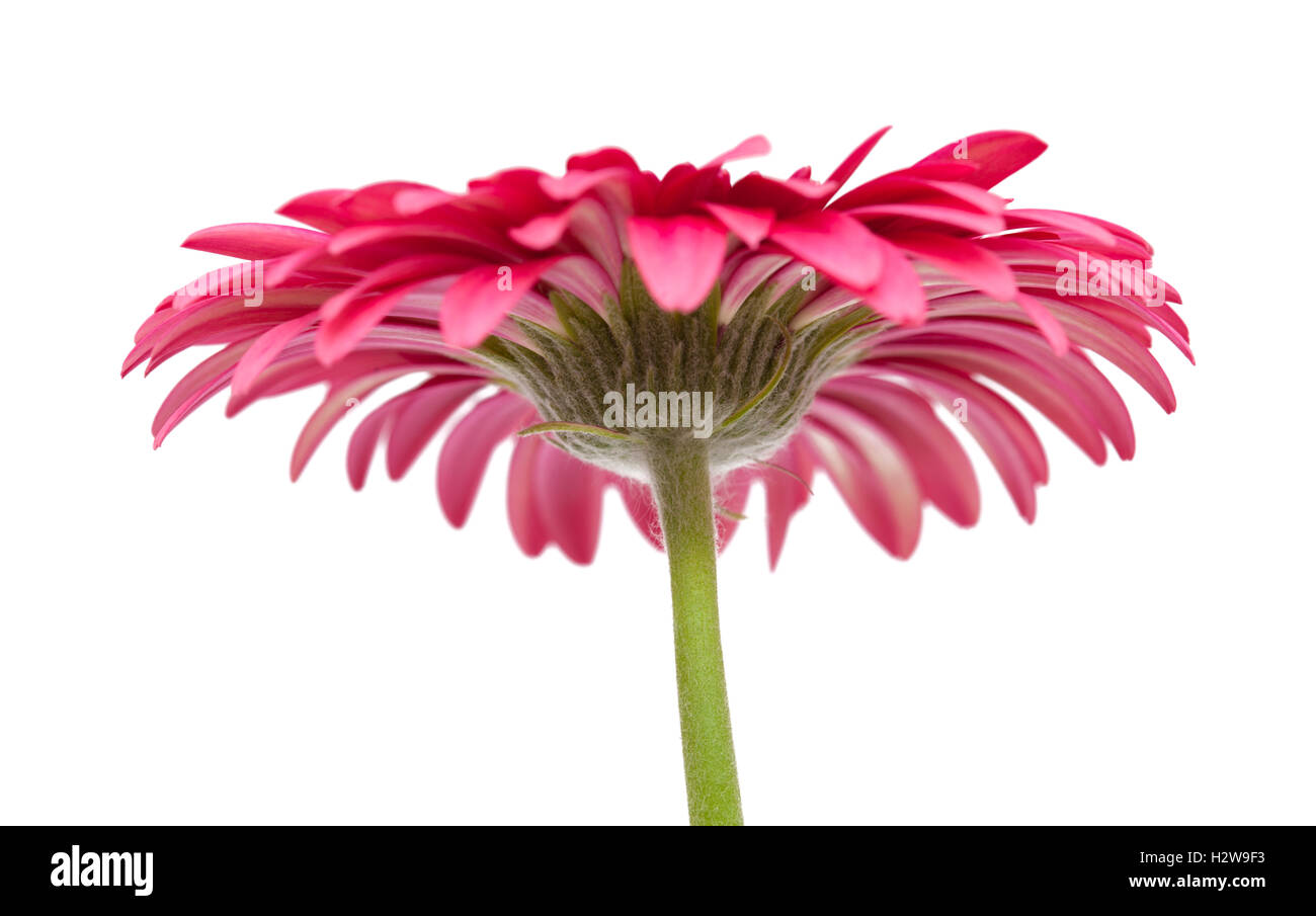 bright pink gerbera isolated on white background Stock Photo - Alamy