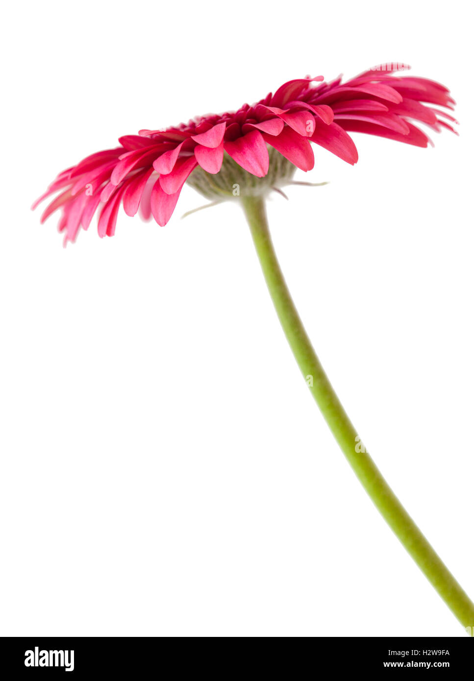 bright pink gerbera isolated on white background Stock Photo - Alamy