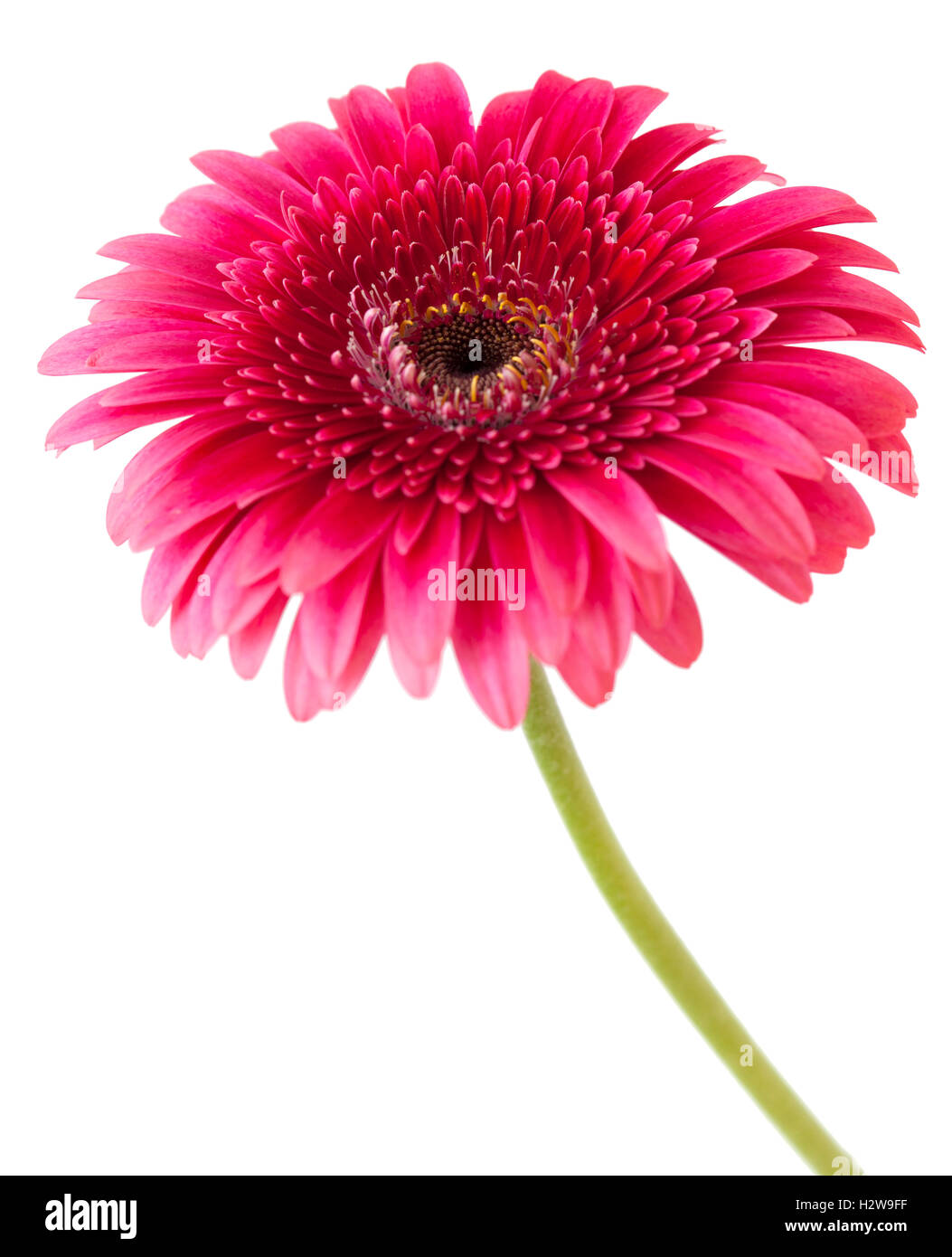 bright pink gerbera isolated on white background Stock Photo - Alamy