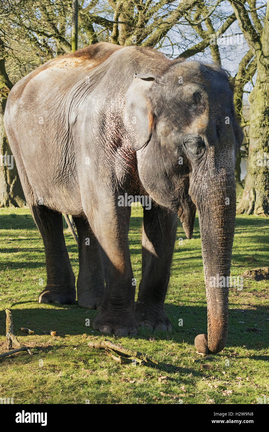 Asian elephant using its trunk Stock Photo - Alamy