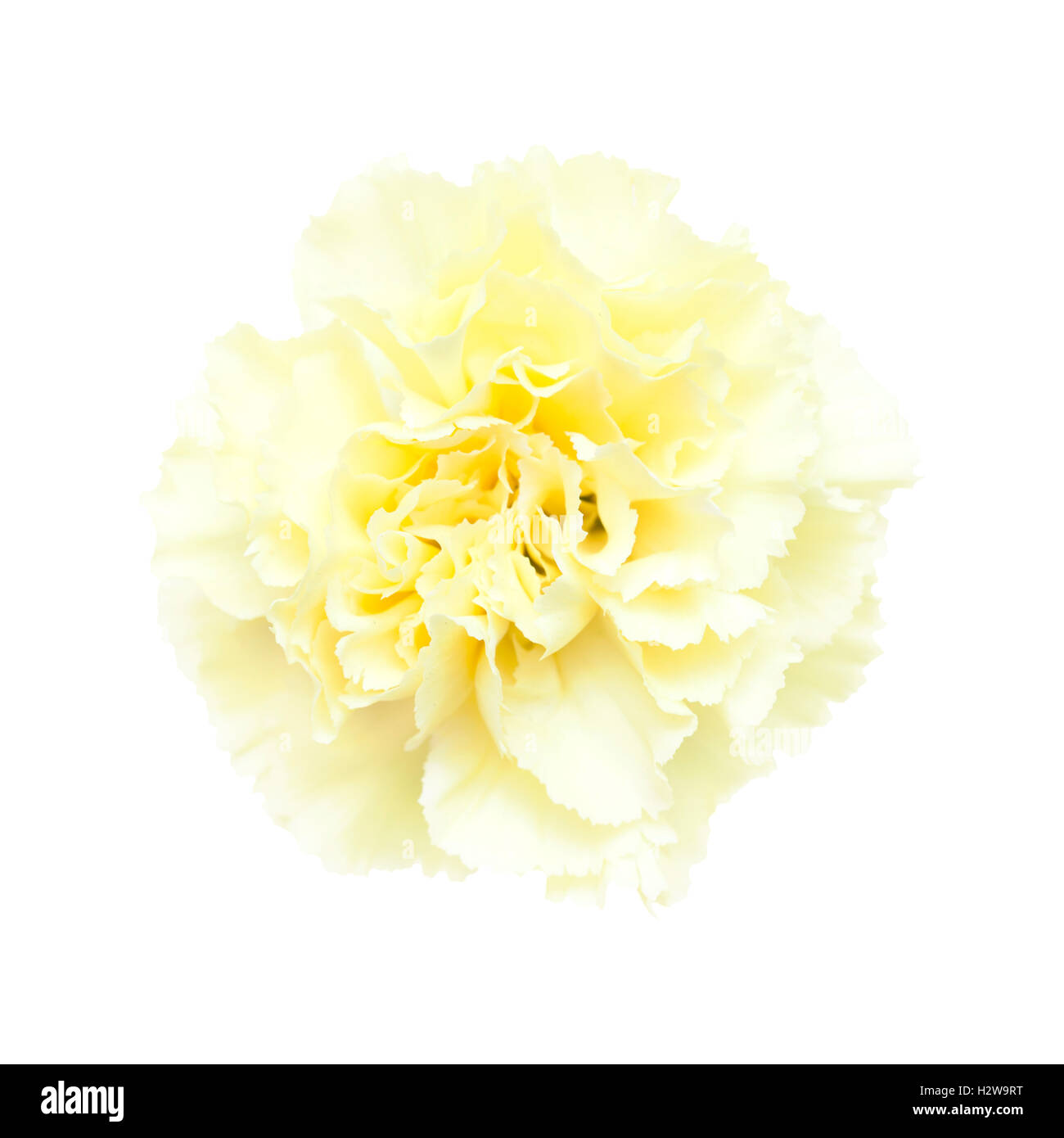 Yellow Carnation Flower Wallpaper