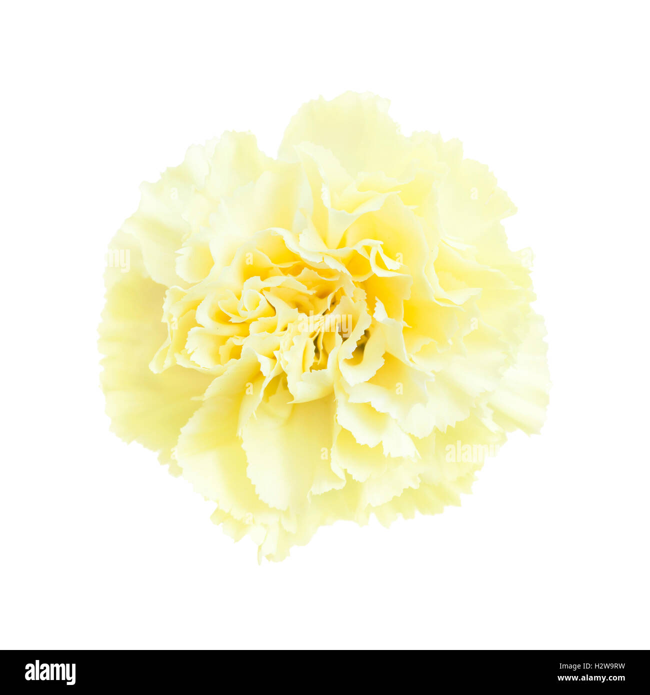 pale yellow carnation flowers isolated on white background Stock Photo ...