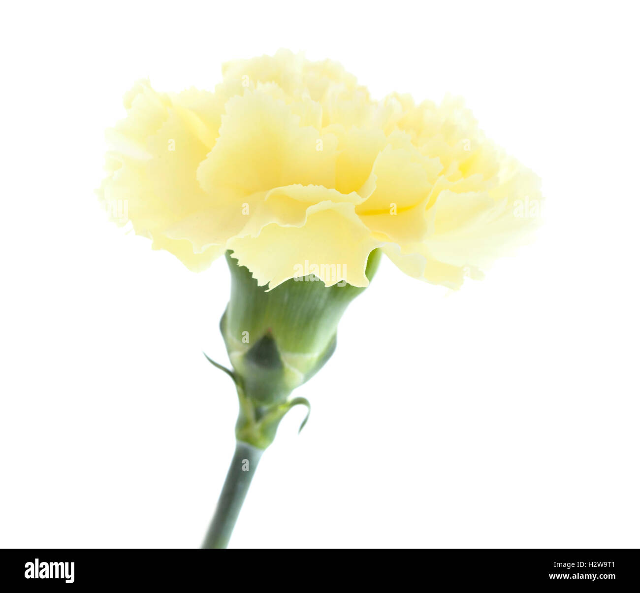 pale yellow carnation flowers isolated on white background Stock Photo ...