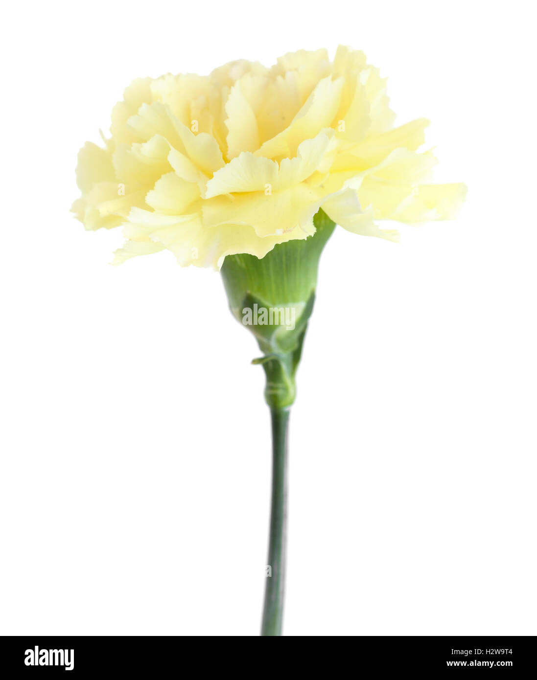 pale yellow carnation flowers isolated on white background Stock Photo ...