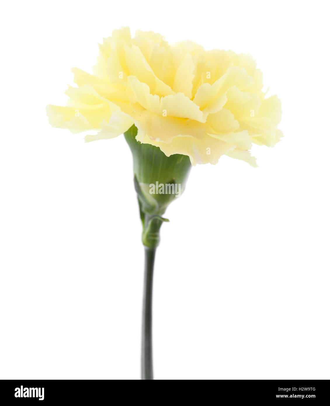 Yellow Carnation Flower Wallpaper