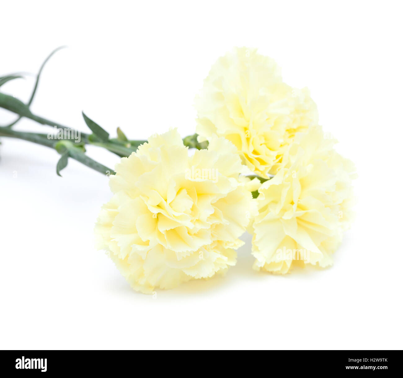 Yellow Carnation Flower Wallpaper